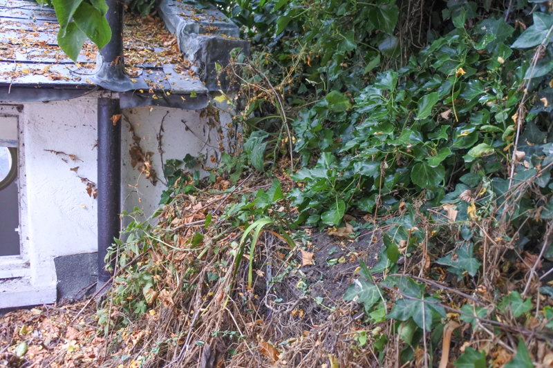 Fallen tree behind 41. Crouch Street