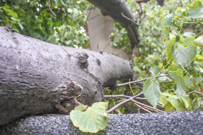 Fallen tree behind 41. Crouch Street