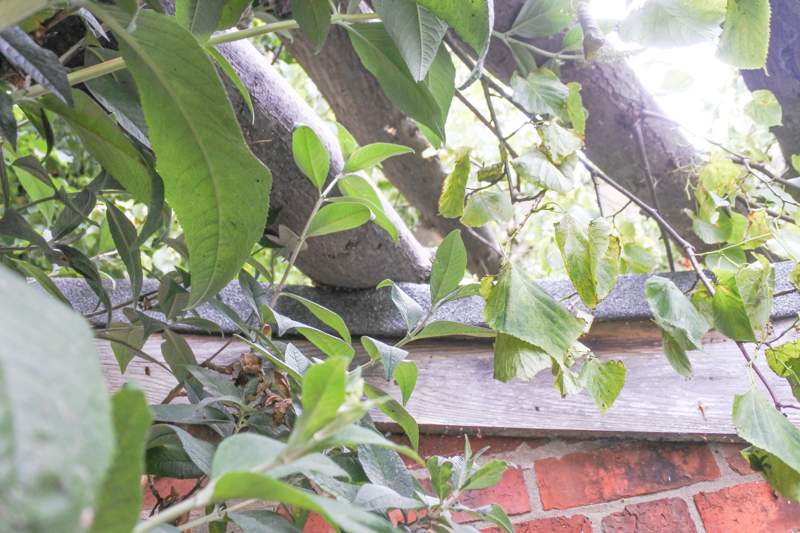 Fallen tree behind 41. Crouch Street