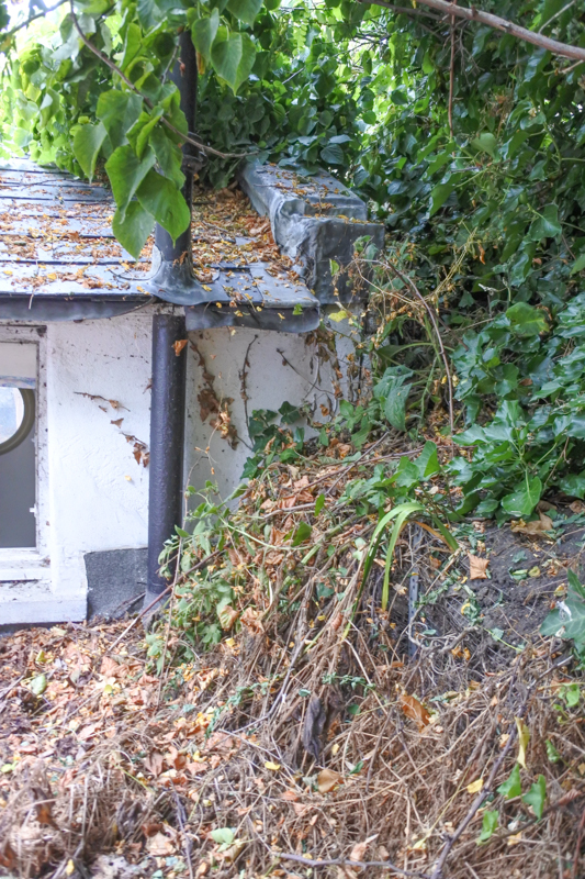 Fallen tree behind 41. Crouch Street