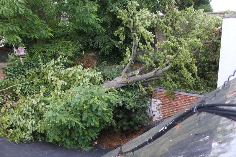 Fallen tree behind 41. Crouch Street