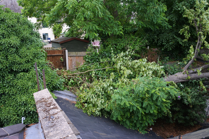 Fallen tree behind 41. Crouch Street