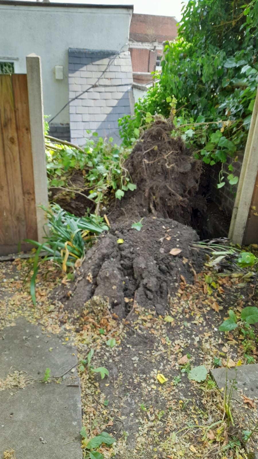 Fallen tree behind 41. Crouch Street
