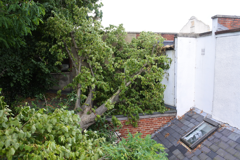 Fallen tree behind 41. Crouch Street