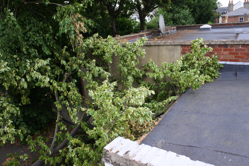 Fallen tree behind 41. Crouch Street