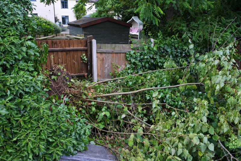 Fallen tree behind 41. Crouch Street