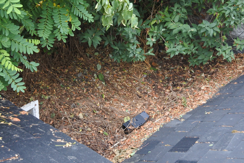 Fallen tree behind 41. Crouch Street