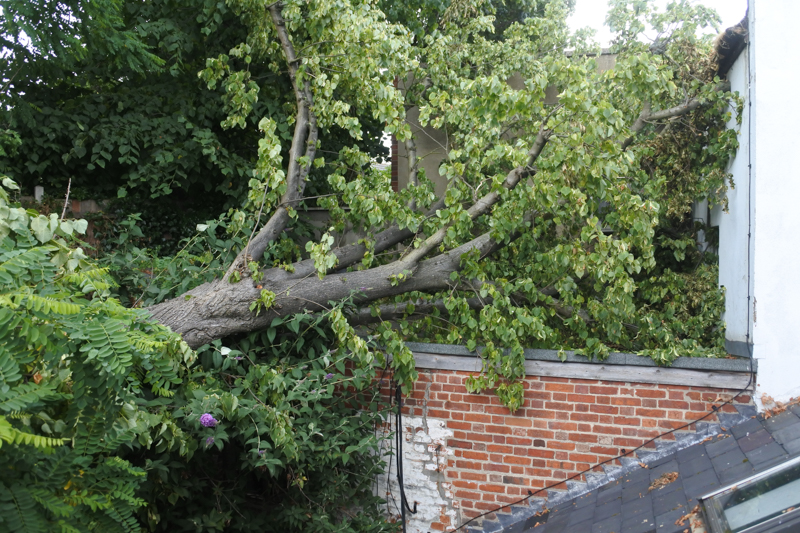 Fallen tree behind 41. Crouch Street
